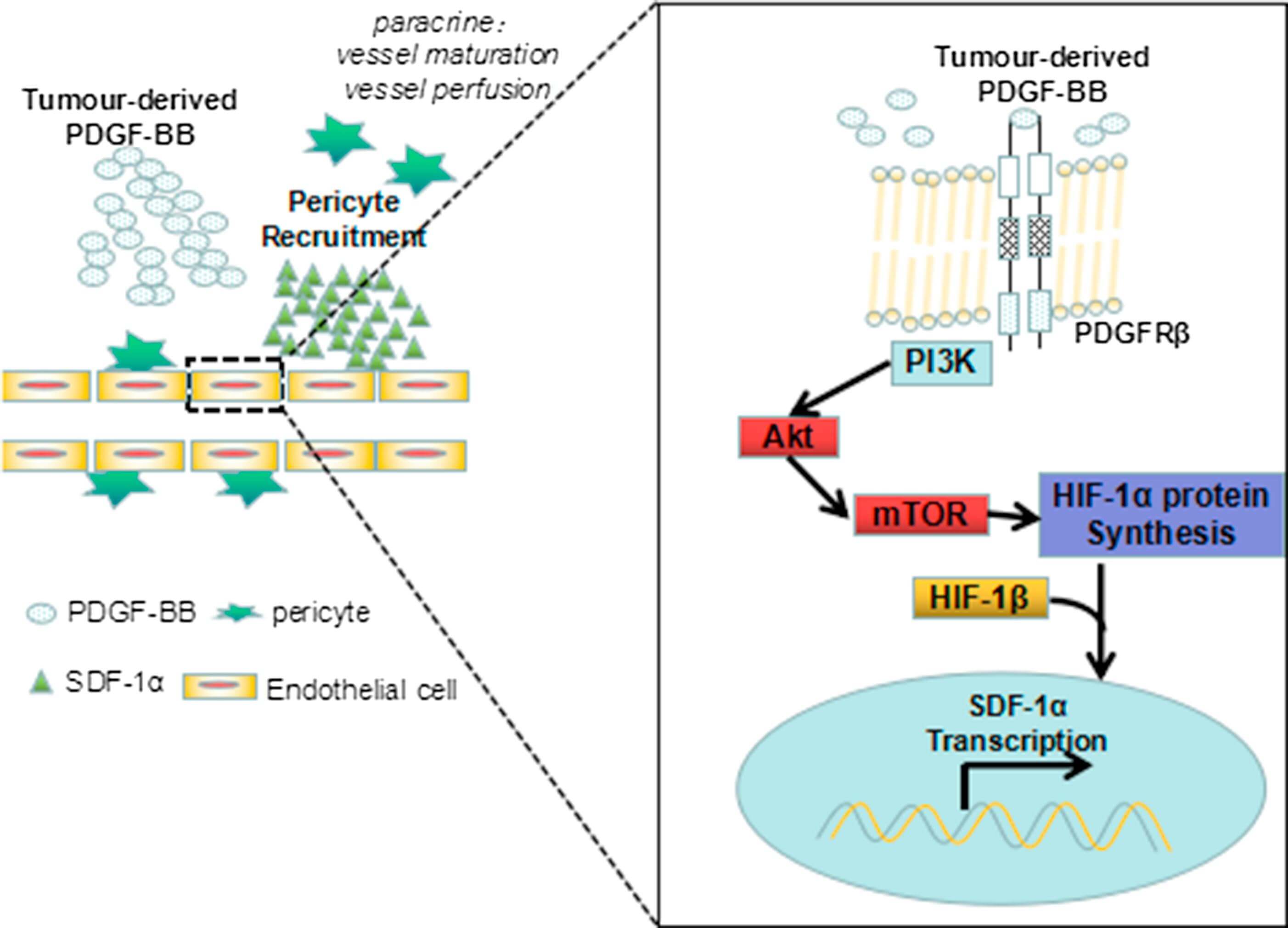 Platelet-Derived Growth Factors (PDGF) Work in Many Ways! | BioVendor R&D Platelet-Derived Growth Factors (PDGF) Work in Many Ways! | BioVendor R&D