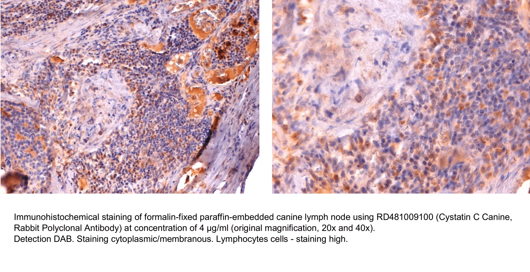 Cystatin C Canine, Rabbit Polyclonal Antibody | BioVendor R&D