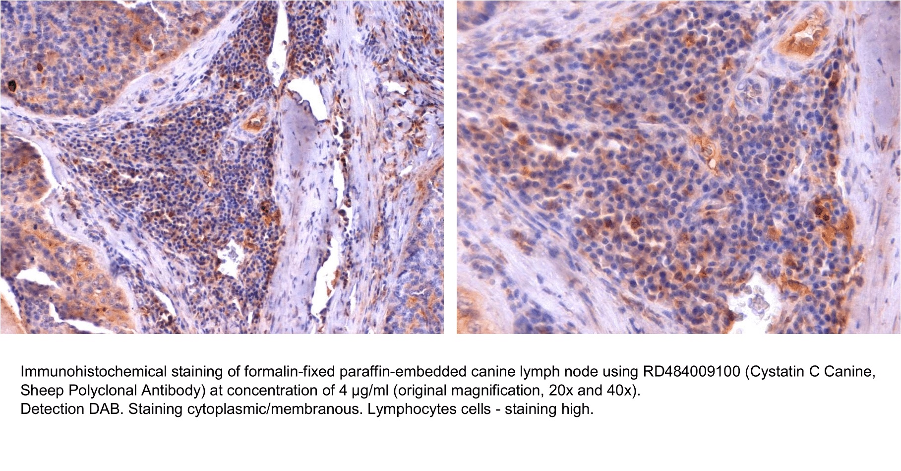 Cystatin C Canine, Sheep Polyclonal Antibody | BioVendor R&D