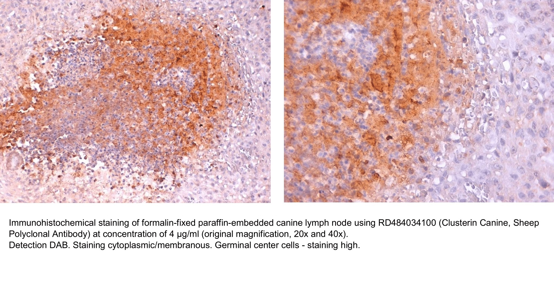 Clusterin Canine, Sheep Polyclonal Antibody | BioVendor R&D