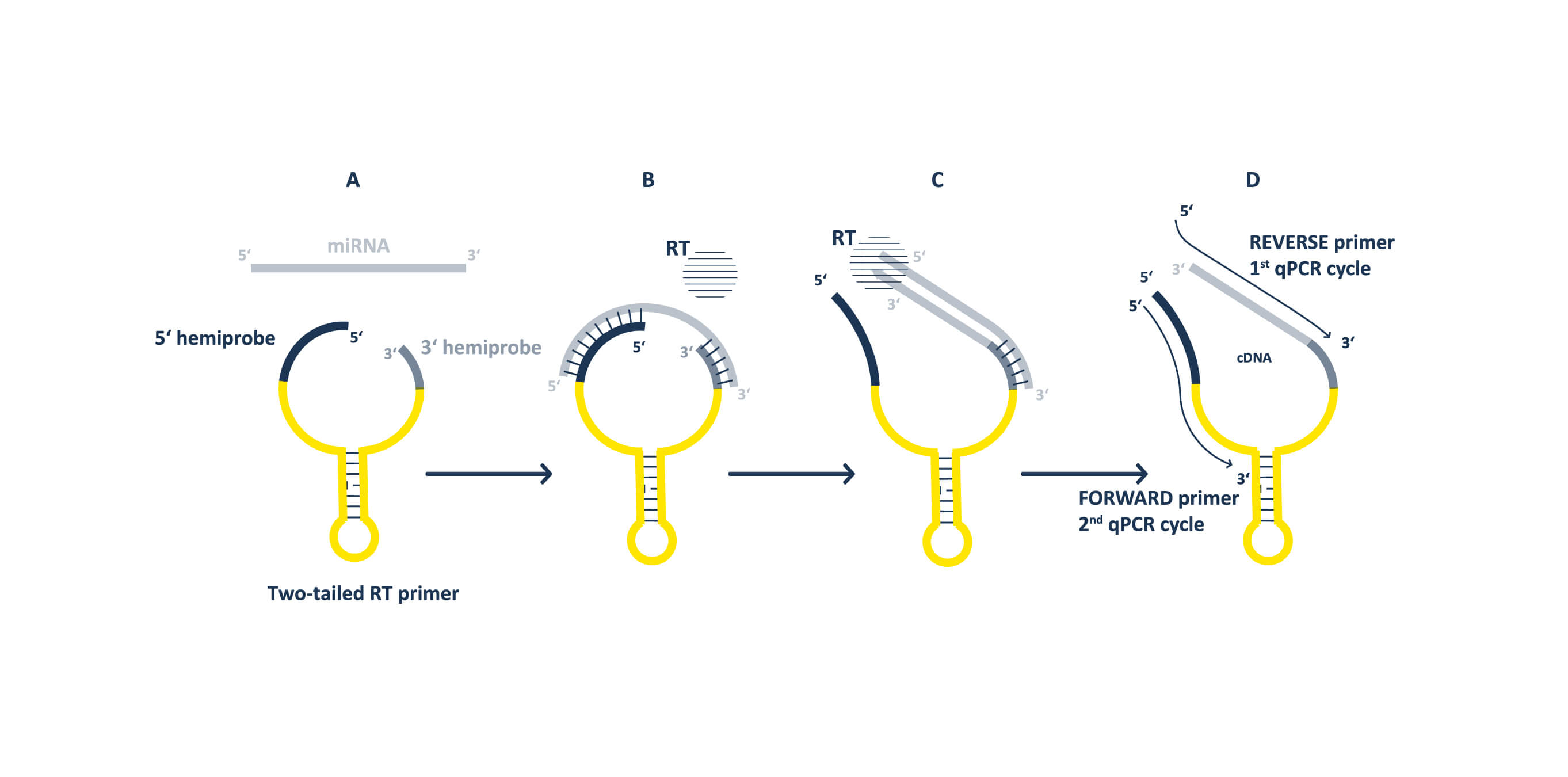 Two-Tailed RT-qPCR | BioVendor Research and Diagnostics Products